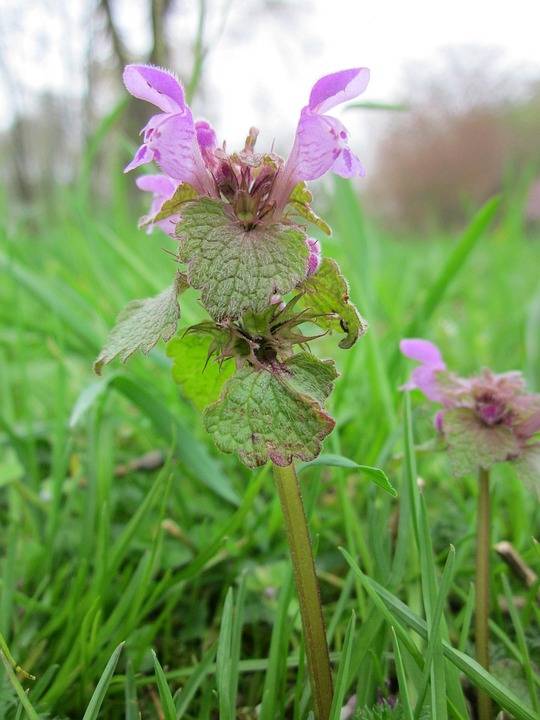 Lamium Purpureum Ortiga Roja - Foto gratis en Pixabay - Pixabay