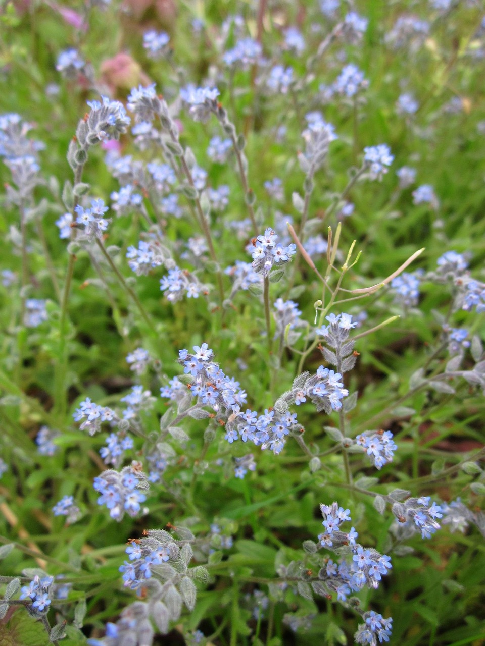 Myosotis Arvensis Field - Free photo on Pixabay
