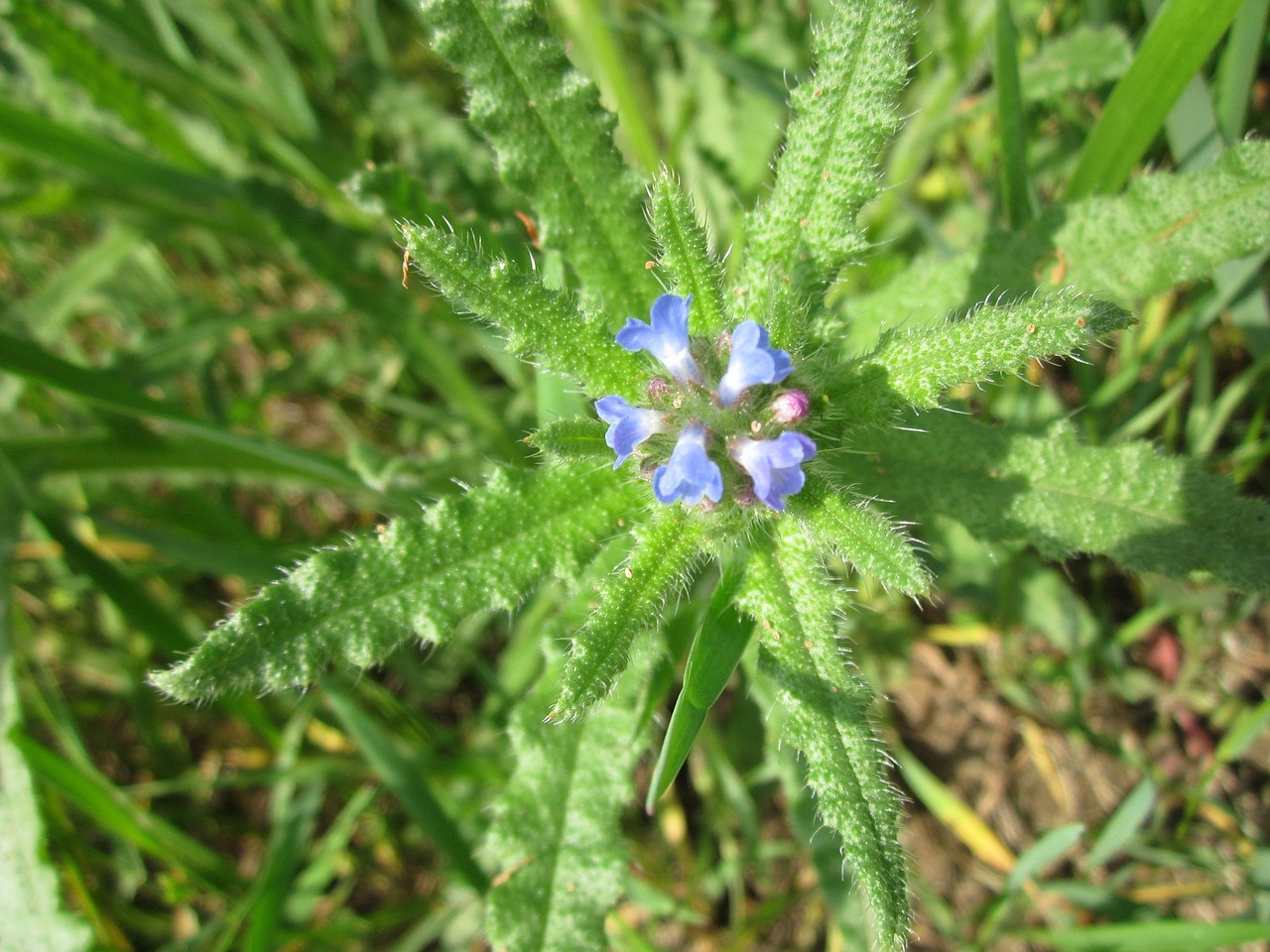 8+ Free Anchusa & Plant Images - Pixabay