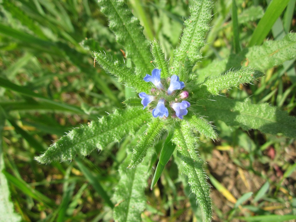 Anchusa Arvensis Petit Bug Bugloss - Photo gratuite sur Pixabay - Pixabay