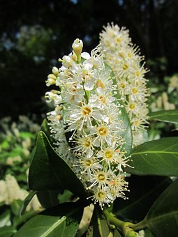 1+ Free English Laurel & Prunus Laurocerasus Images - Pixabay