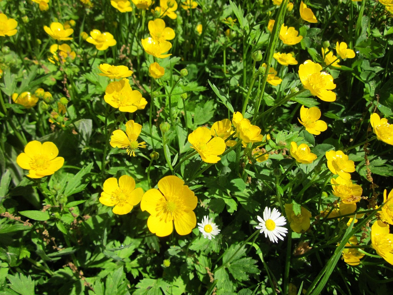 Ranunkeln Acris Wiesenhahnenfuß - Kostenloses Foto auf Pixabay