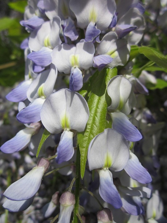 Glicina Floribunda - Foto gratis en Pixabay - Pixabay
