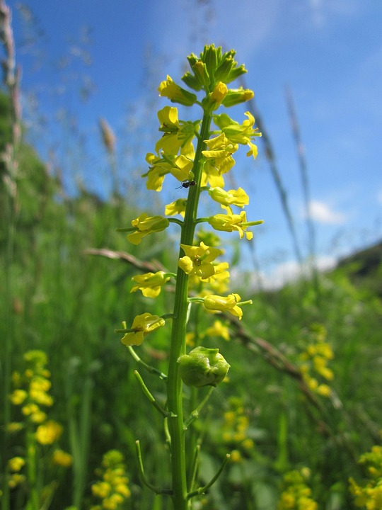 Barbarea Vulgaris Amer Herbe - Photo gratuite sur Pixabay - Pixabay