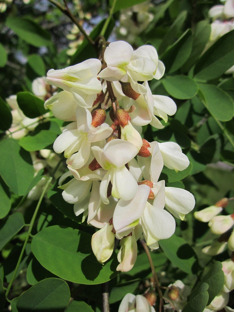 Robinia Pseudoacacia Algarrobo - Foto gratis en Pixabay - Pixabay