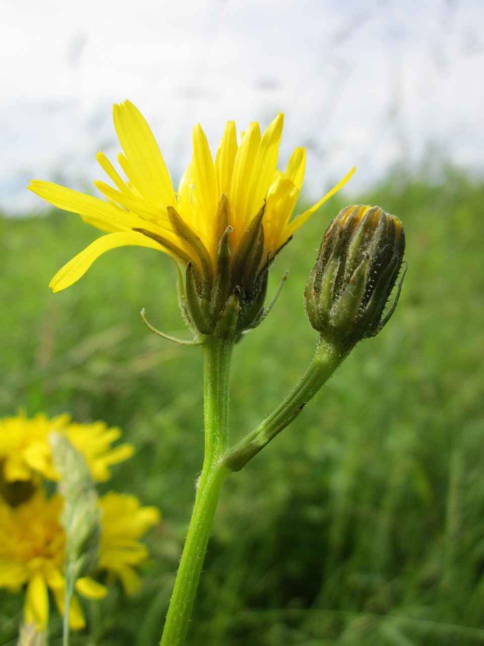 Crepis Biennis Rough Hawksbeard - Free photo on Pixabay