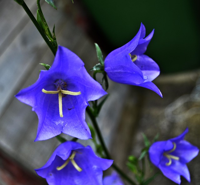 Naturaleza Flor Azul Timbre De La - Foto gratis en Pixabay - Pixabay