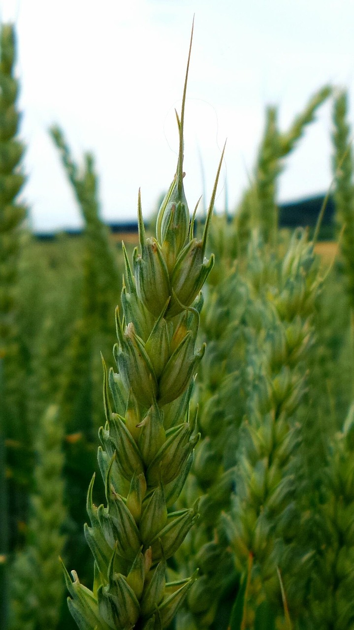 Grano Cebada Oreja De El - Foto gratis en Pixabay - Pixabay