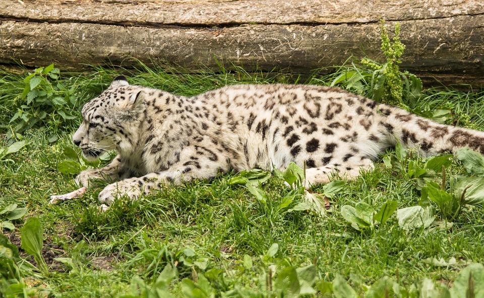 Amurin Leopards Leopard - Free photo on Pixabay - Pixabay
