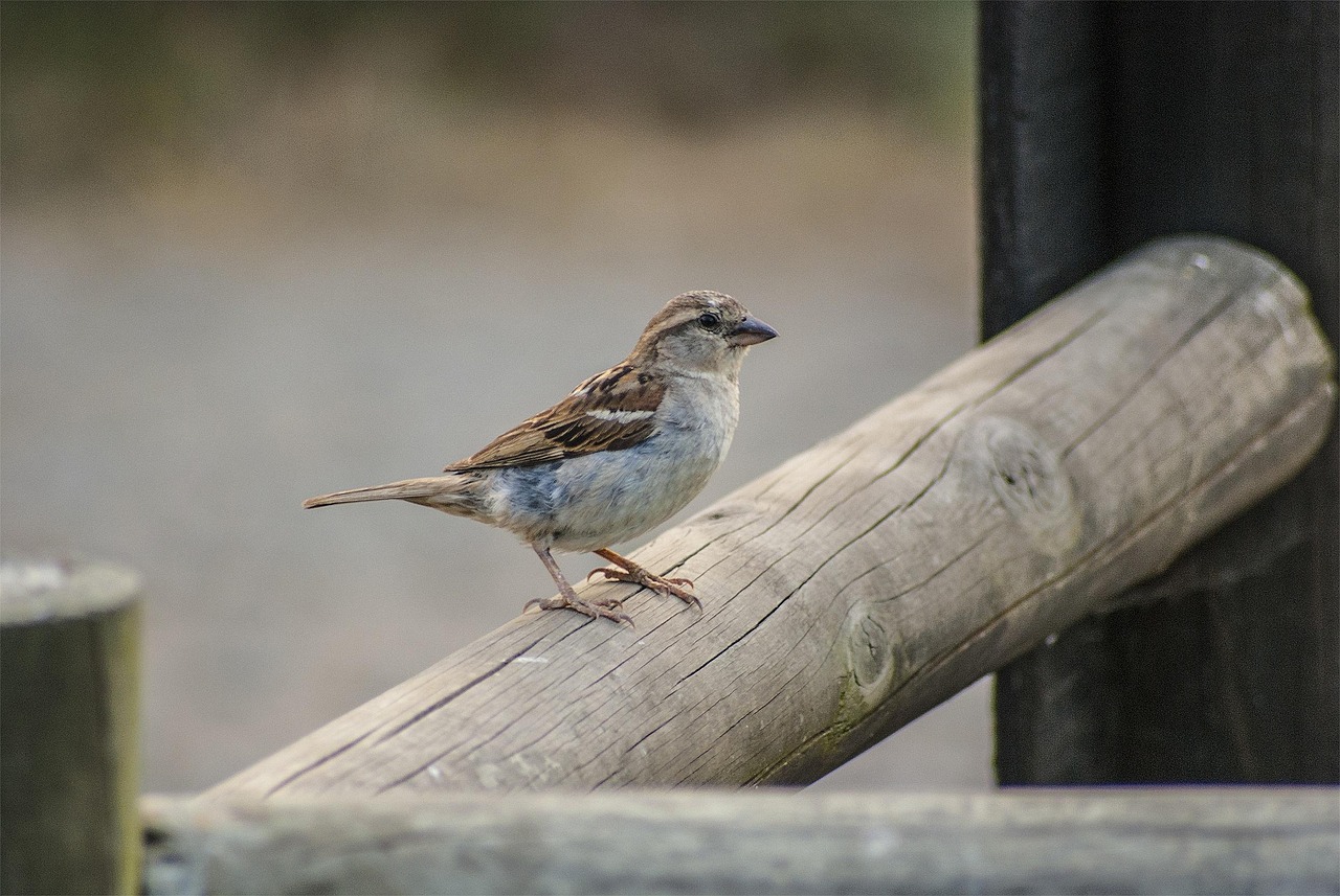 Sparrow Bird Little - Free photo on Pixabay - Pixabay