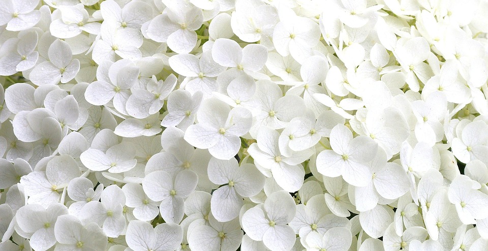 Hydrangea Kelopak Bunga Kecil - Foto gratis di Pixabay - Pixabay