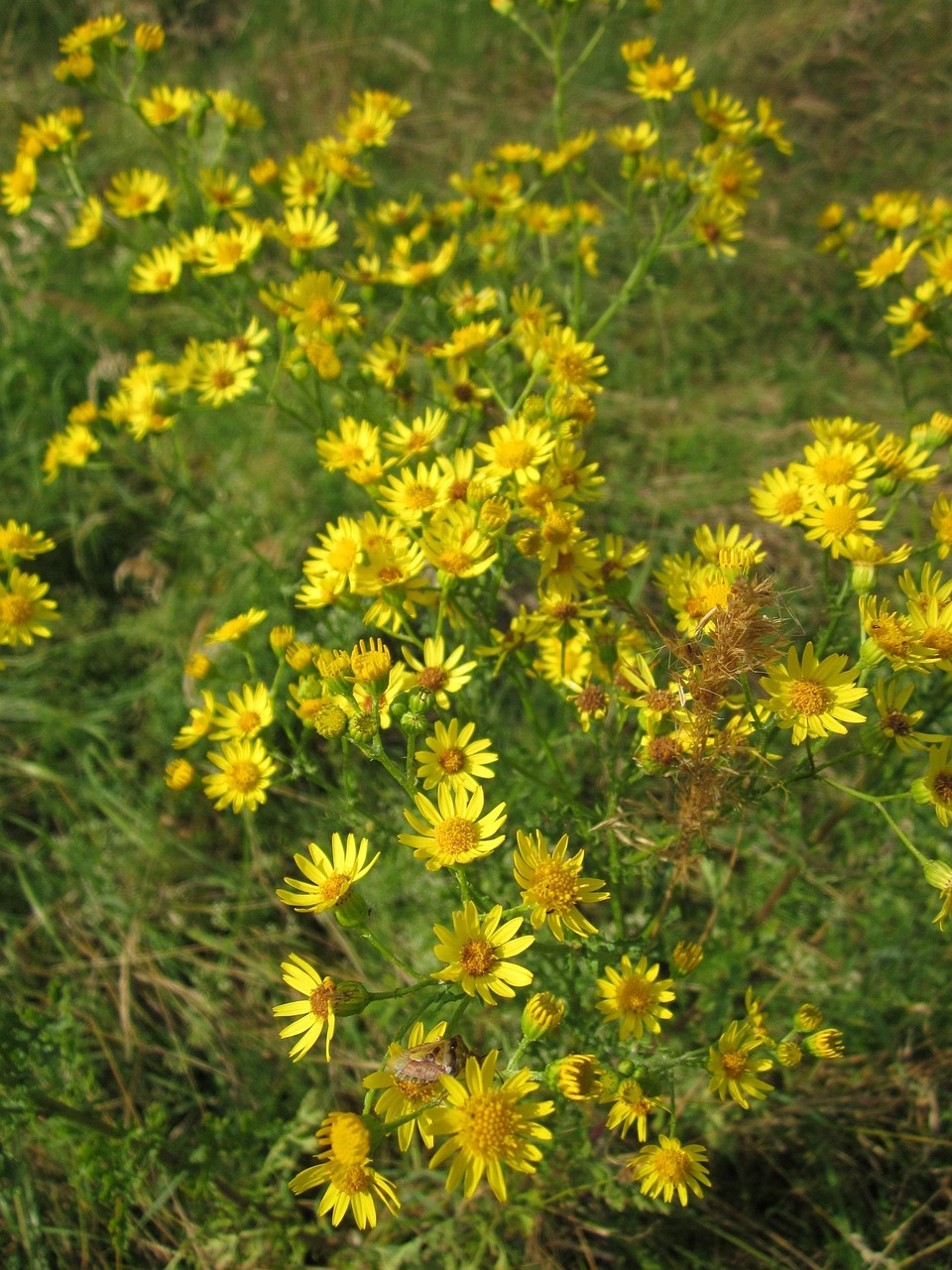 Jacobaea Vulgaris Ragwort Common - Free photo on Pixabay - Pixabay