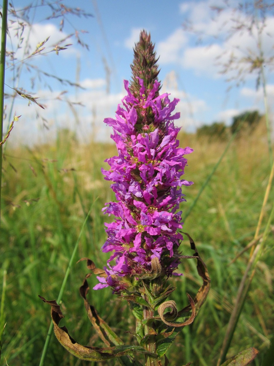 Lythrum Salicaria Purple - Free photo on Pixabay - Pixabay