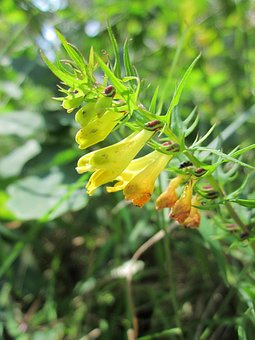 1+ Free Melampyrum Pratense & Common Cow-Wheat Images - Pixabay