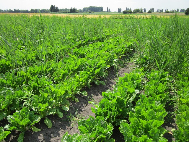 Sugar Beets Field Crop - Free photo on Pixabay