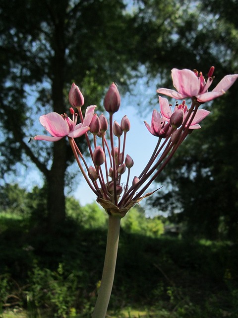 Butomus Umbellatus Flowering Rush - Free photo on Pixabay - Pixabay