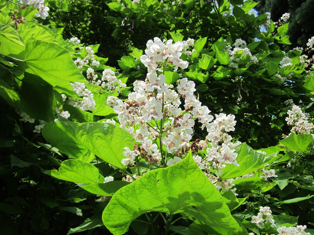 Catalpa Bignonioides Del - Foto gratis en Pixabay - Pixabay