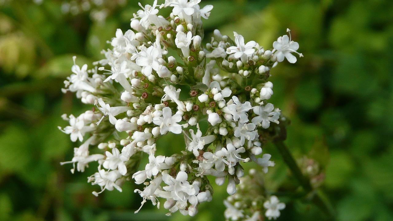 Valeriana Officinalis De - Foto gratuita no Pixabay - Pixabay