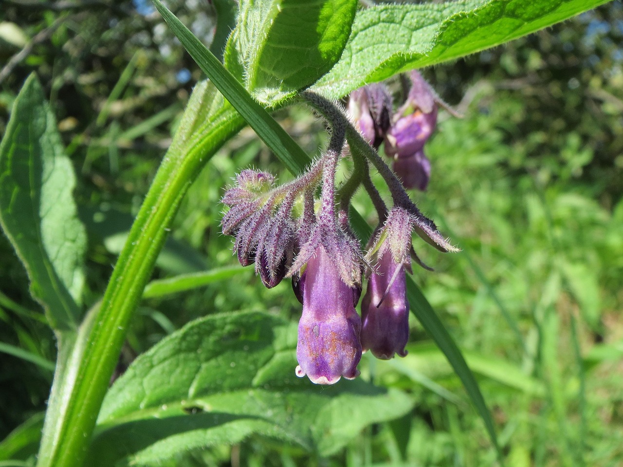 20+ Free Костяк & Symphytum Officinale Images - Pixabay