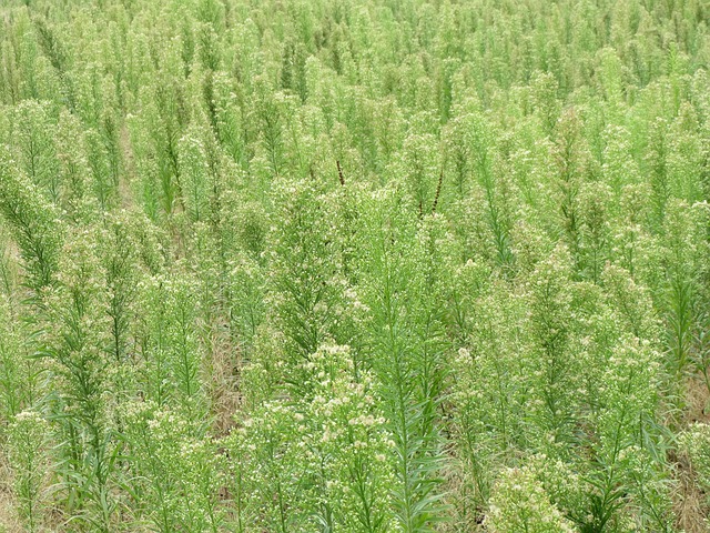 Conyza Canadensis Horseweed - Free photo on Pixabay - Pixabay