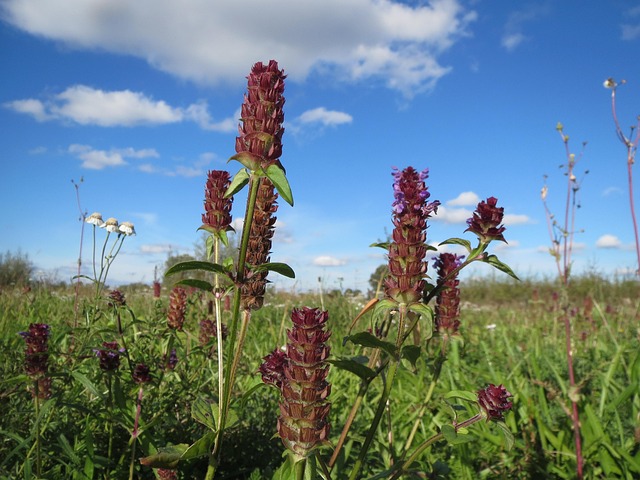 Prunelle Vulgaire Auto-Guérison - Photo gratuite sur Pixabay - Pixabay