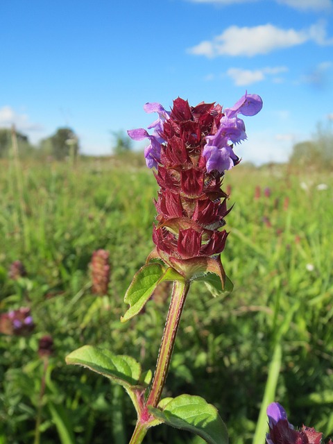 600+ Free Prunella Vulgaris & Nature Photos - Pixabay