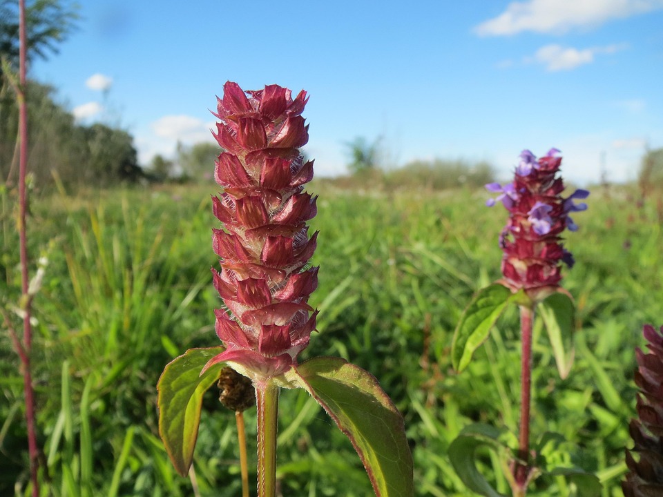 Prunelle Vulgaire Auto-Guérison - Photo gratuite sur Pixabay