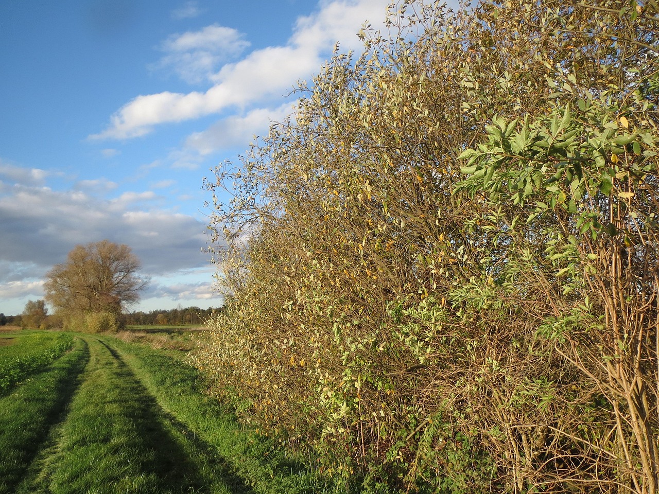 Salix Alba White Willow Dirt Road - Free photo on Pixabay - Pixabay