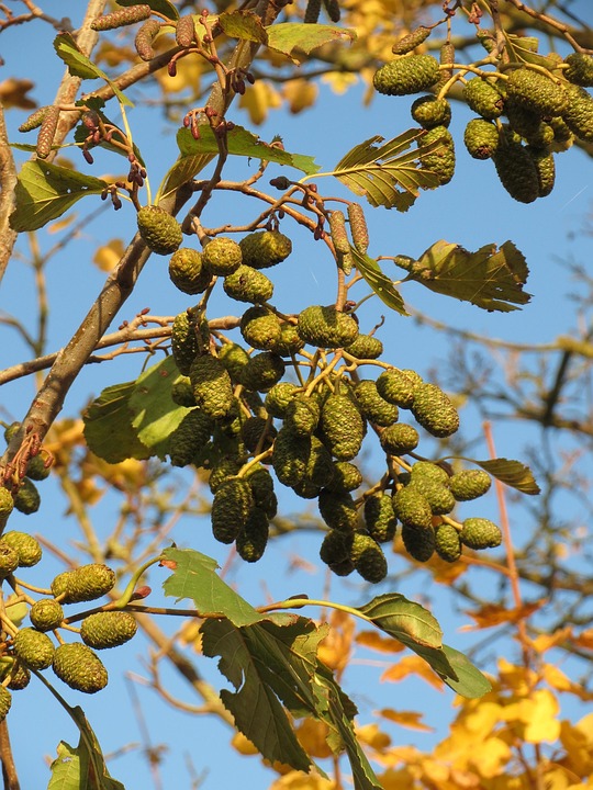 Fotografie gratuită: Alnus Glutinosa, Anin Negru - Imagine gratuită pe ...