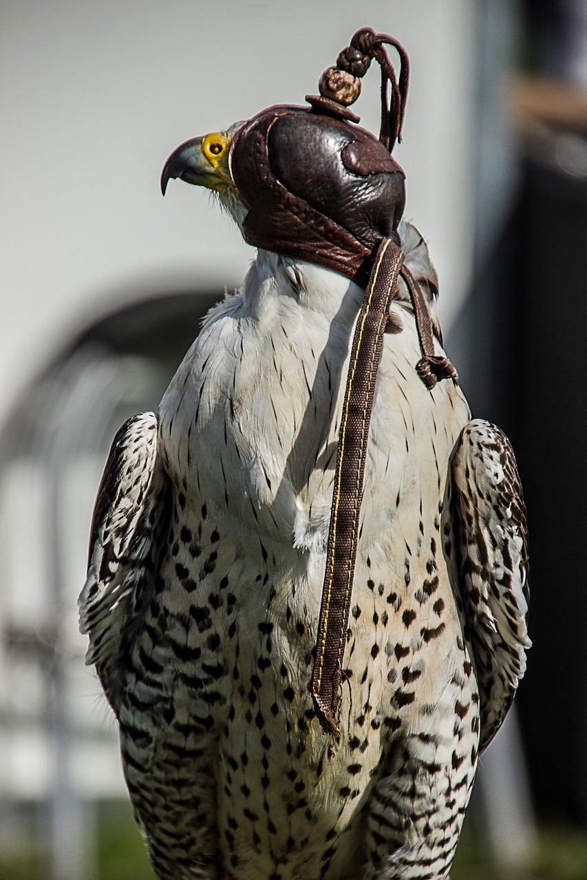 Bird Of Prey - Free photo on Pixabay - Pixabay