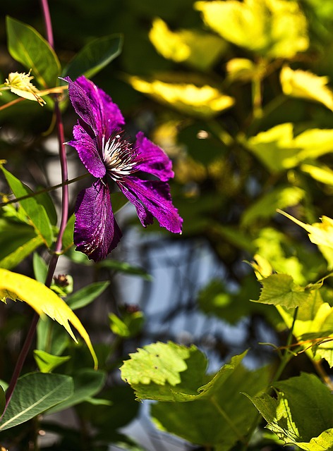 Klematis Clemátide Flor - Foto gratis en Pixabay - Pixabay