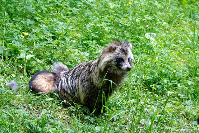 Raccoon Dog Tanuki Enok Fruit - Free photo on Pixabay - Pixabay