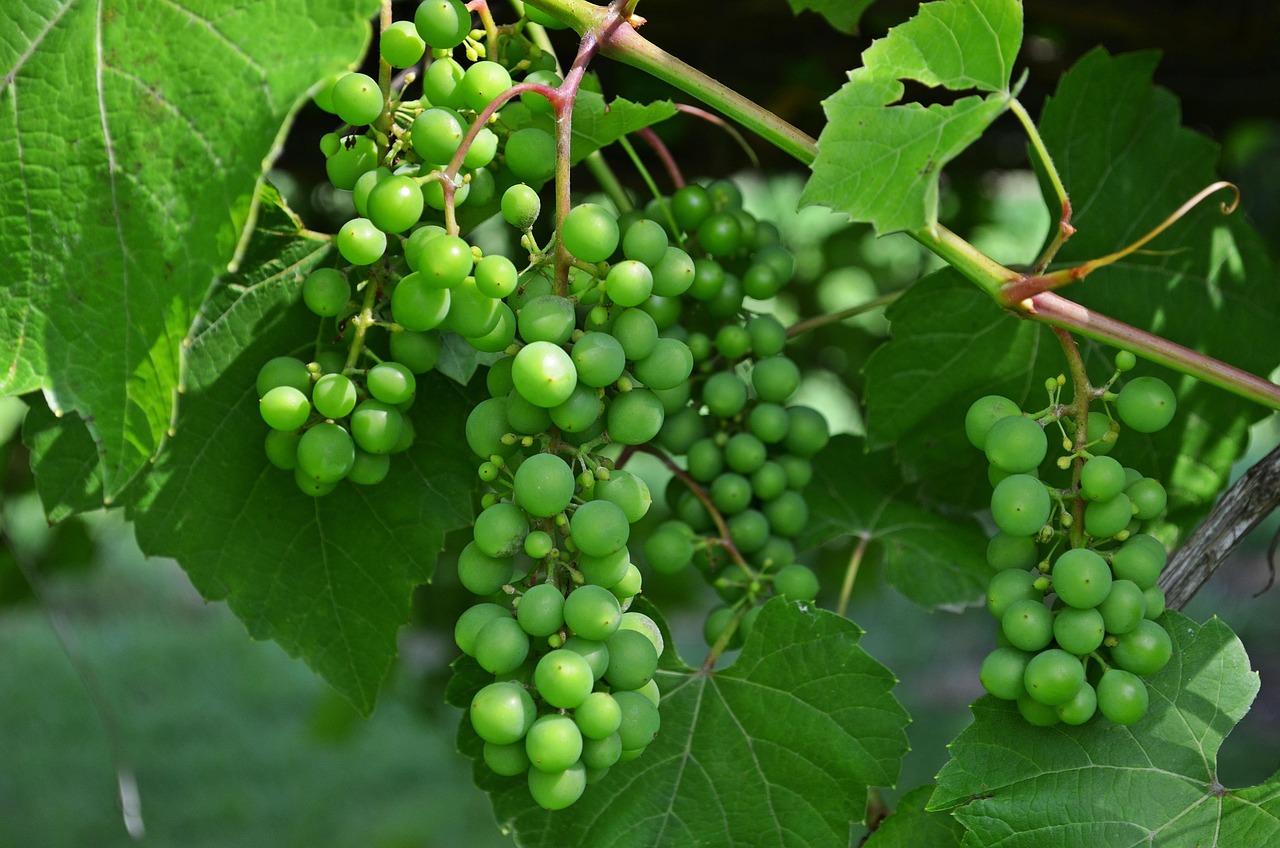 Cacho De Uvas Fruta Vinho - Foto gratuita no Pixabay