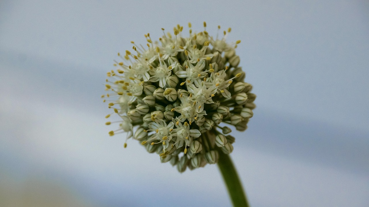 Fleur D'Oignon Boule De Fleurs - Photo gratuite sur Pixabay - Pixabay