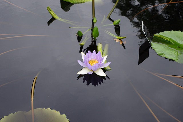 Teratai Kolam Bunga - Foto gratis di Pixabay - Pixabay