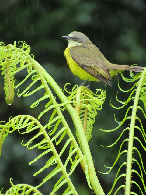 Pájaro Amarillo Naturaleza - Foto gratis en Pixabay - Pixabay