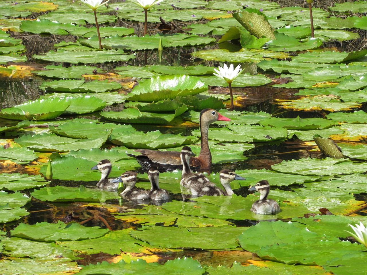 Ducklings Duck Lily Pads - Free photo on Pixabay