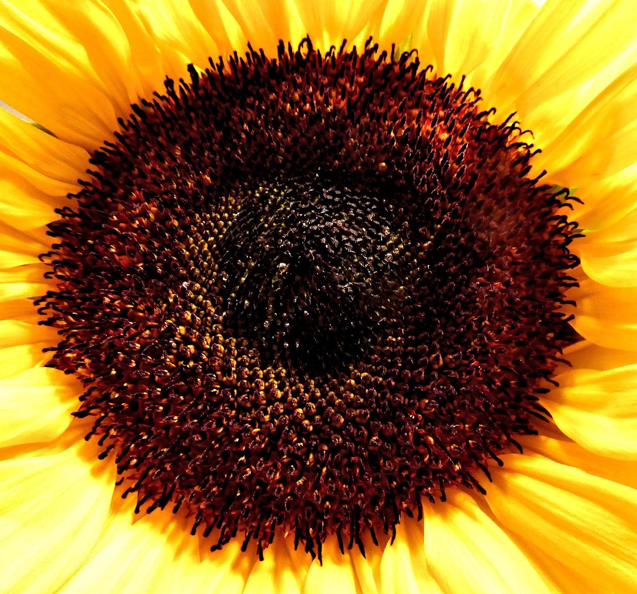 10,000+ Free Sunflowers & Nature Images - Pixabay