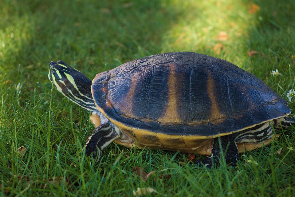 Water Turtle Tortoise Reptile - Free photo on Pixabay - Pixabay