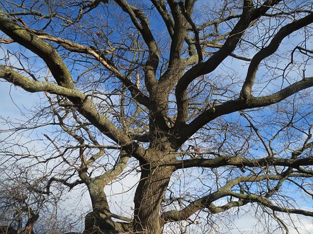 10+ Free Robur & Quercus Robur Images - Pixabay