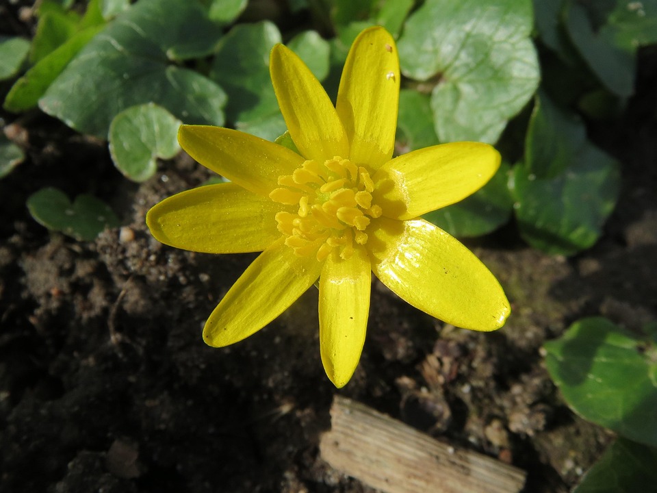 Ficaria Verna Lesser Celandine - Free photo on Pixabay - Pixabay