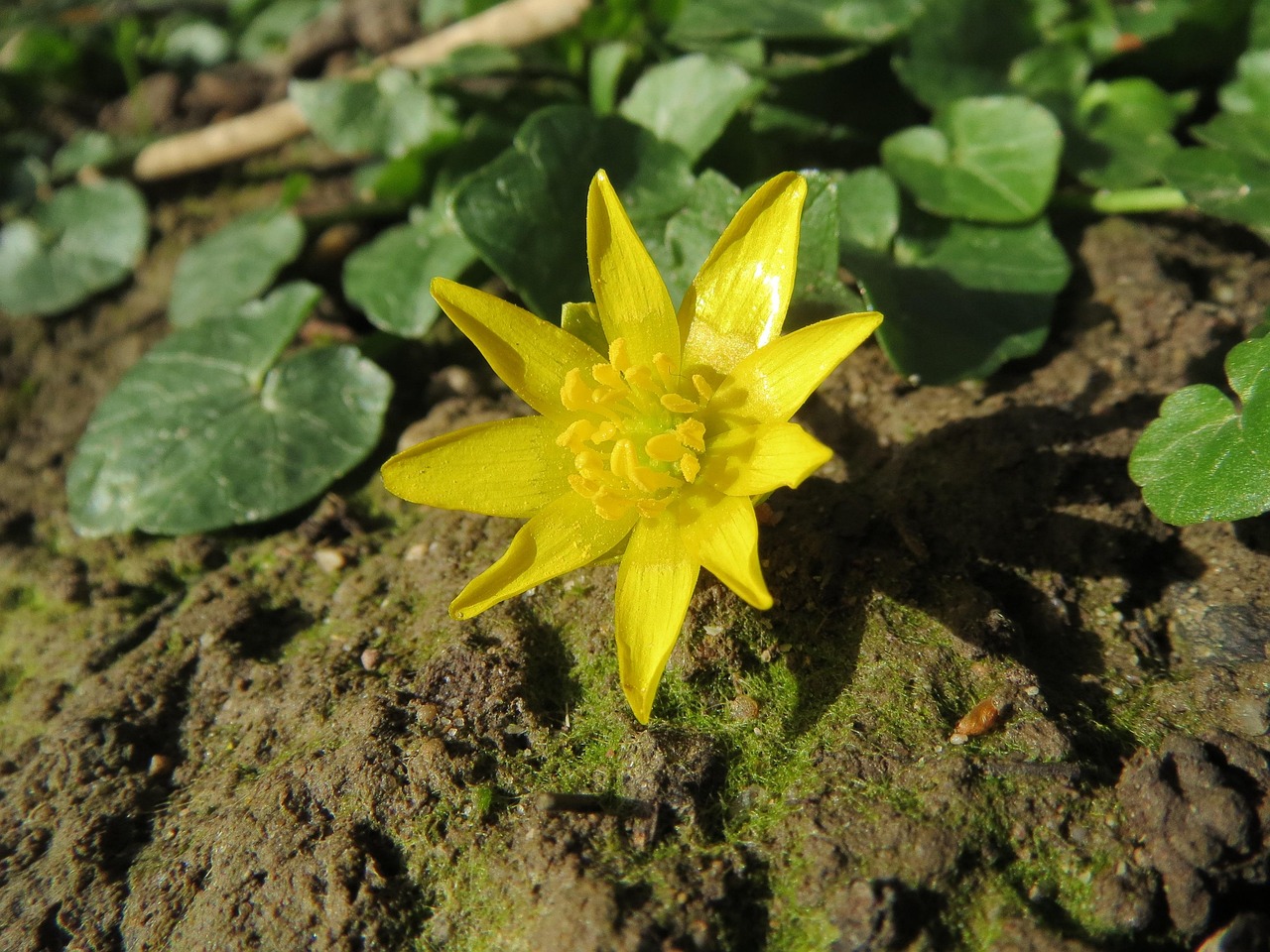 Ficaria Verna Lesser Celandine - Free photo on Pixabay - Pixabay