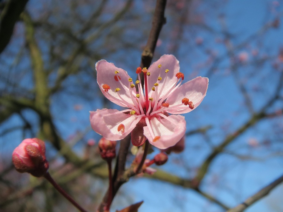 Prunus Domestica Tree Blossom - Free photo on Pixabay - Pixabay