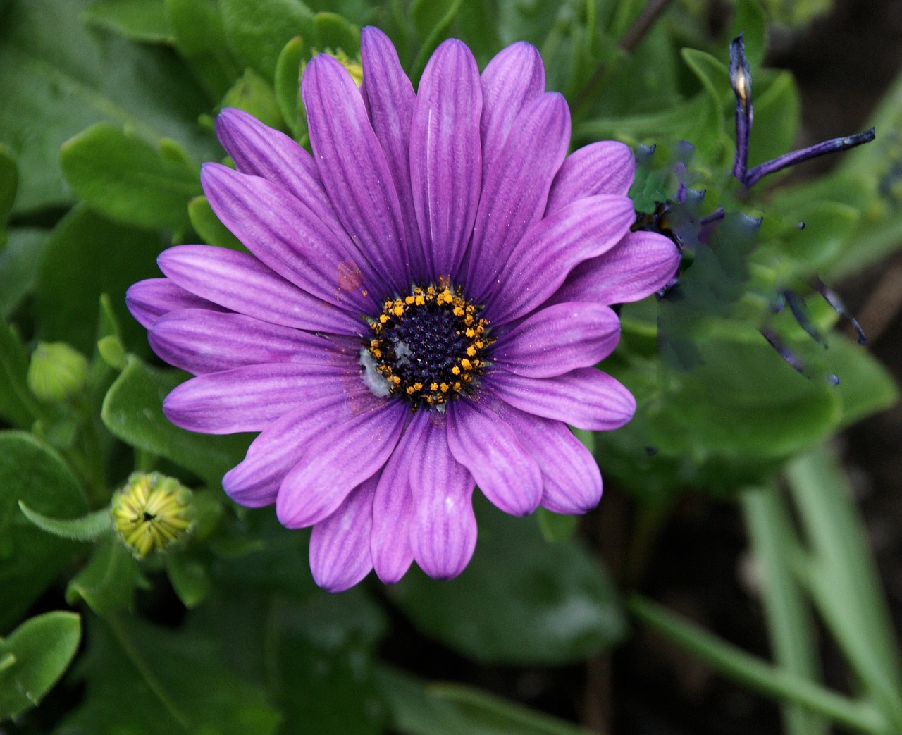 Flor Roxa Margarida - Foto gratuita no Pixabay - Pixabay