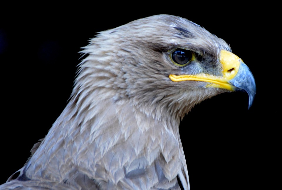 Arend Vogel Roofvogel - Gratis foto op Pixabay - Pixabay