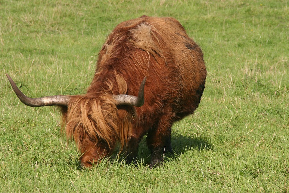Highland Cattle Scottish Beef - Free photo on Pixabay
