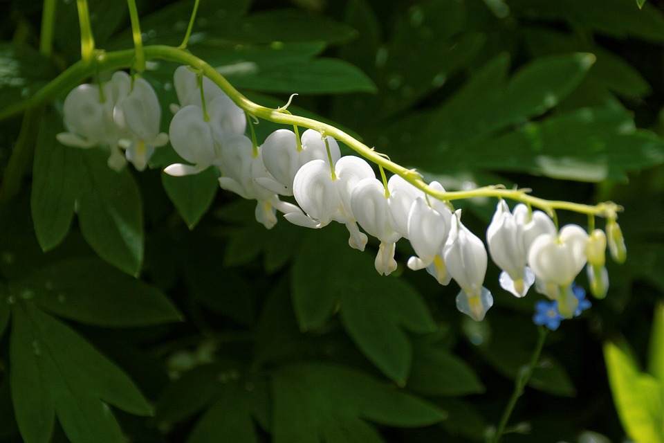 Crying Heart White Blossom - Free photo on Pixabay - Pixabay
