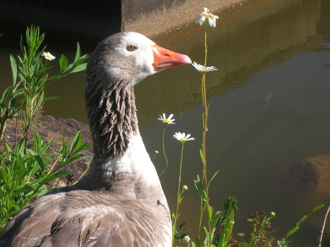 Pato Naturaleza - Foto gratis en Pixabay - Pixabay