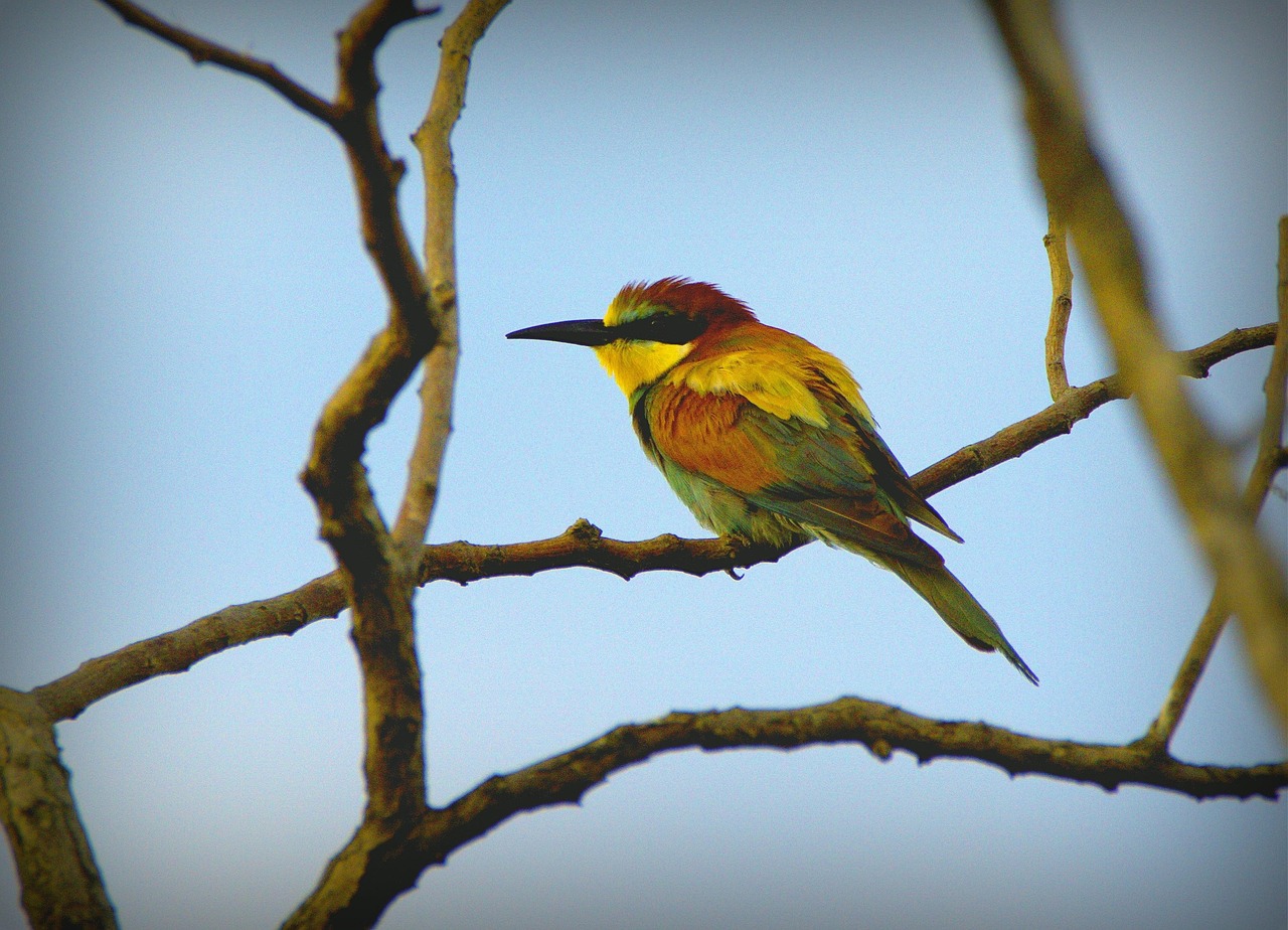 Bienenesser Merops Apiaster Vogel - Kostenloses Foto auf Pixabay - Pixabay