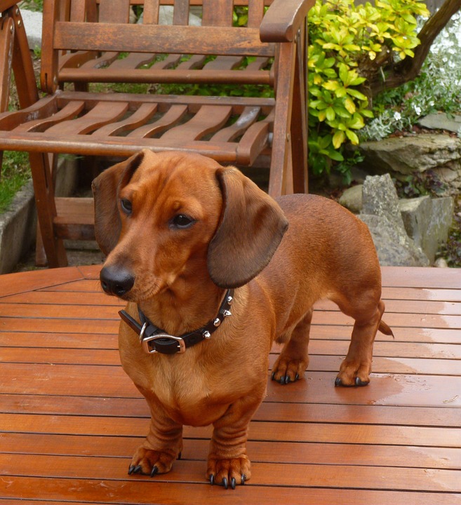 Dog German Badger Pet - Free photo on Pixabay
